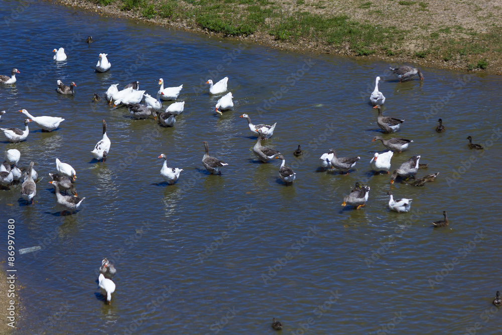 Familia de patos dándose un chapuzón en el rio Guadiana. Juegos durante ...