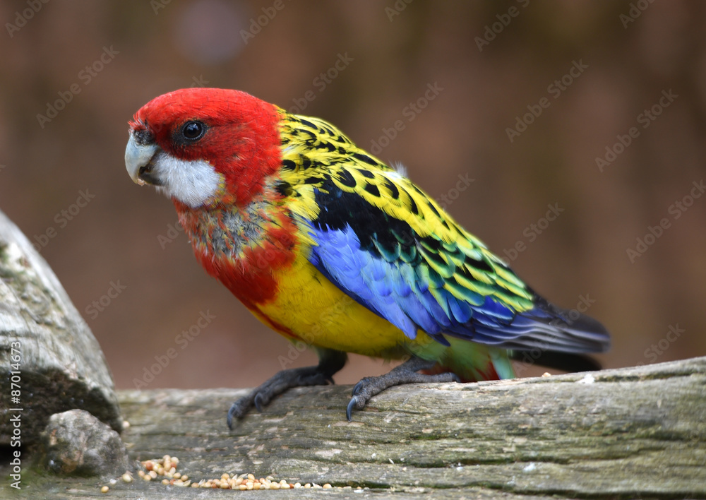 Rosellasittich Stock-Foto | Adobe Stock