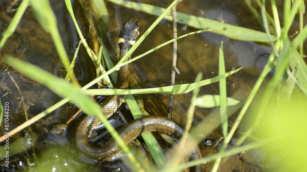 Ringelnatter, Natrix natrix, junge Schlange in einem Wassergraben Stock ...