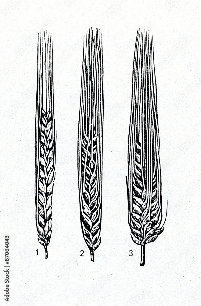 Two-row (1), four-row (2) and six-row (3) barley Stock Illustration ...