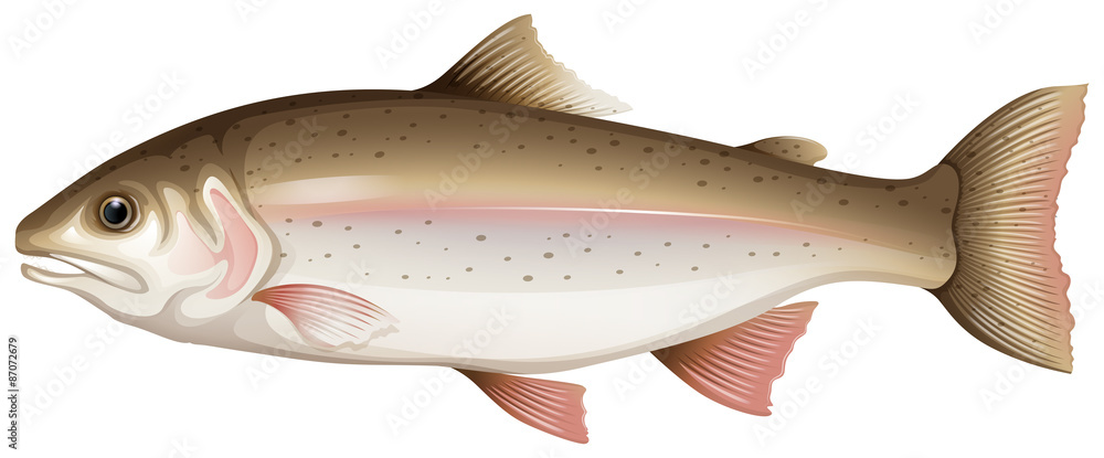 Trout Stock Vector | Adobe Stock
