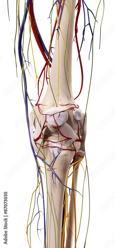 medical accurate illustration of the knee anatomy Stock Illustration ...