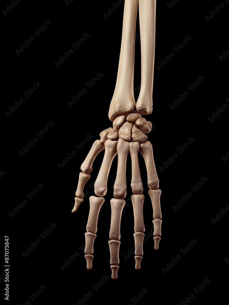 medical accurate illustration of the hand bones Stock Illustration ...