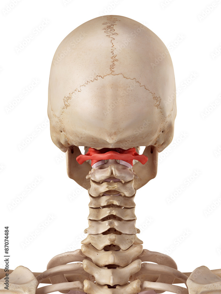 medical accurate illustration of the atlas bone Stock Illustration ...