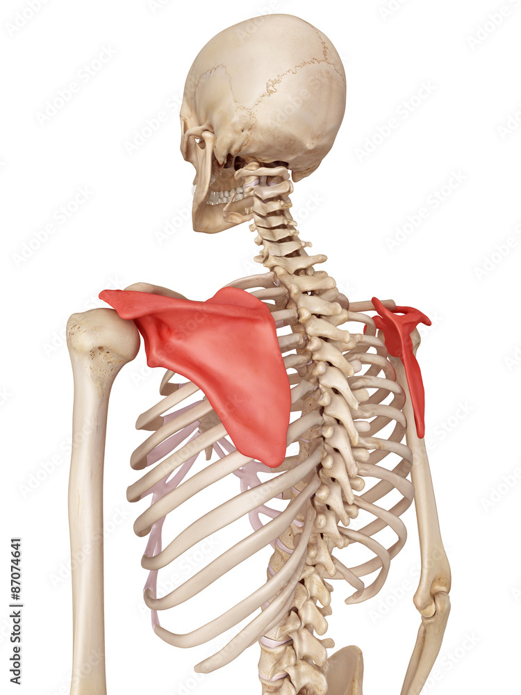 medical accurate illustration of the scapula Stock Illustration | Adobe ...