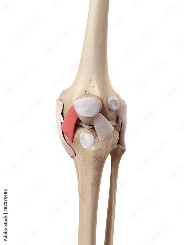 medical accurate illustration of the medial patellar ligament Stock ...