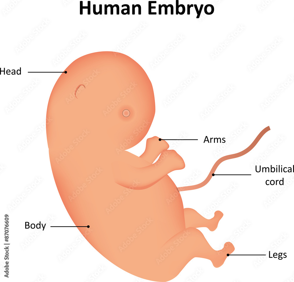 Embryo Labeled Stock Illustration | Adobe Stock