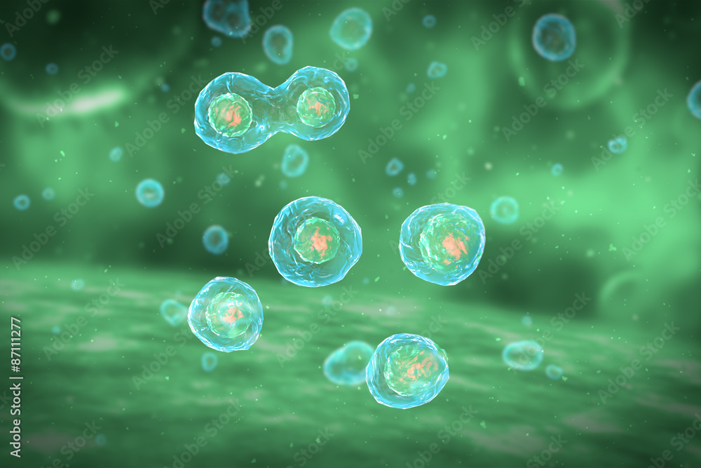 Cell Division Stages of Mitosis Stock Illustration | Adobe Stock
