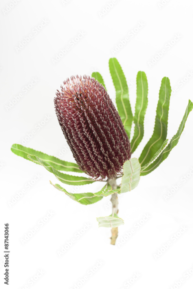 Red Australian native banksia flower on white background side view red ...