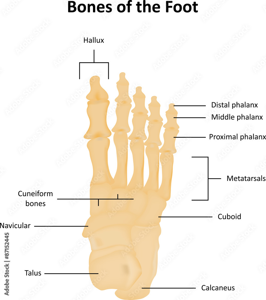 Bones of the Foot Labeled Stock Vector | Adobe Stock