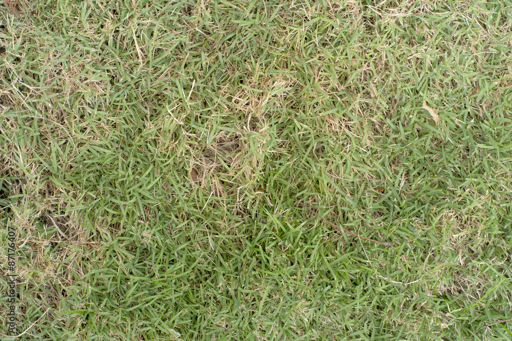 Real green grass texture and background Stock Photo | Adobe Stock