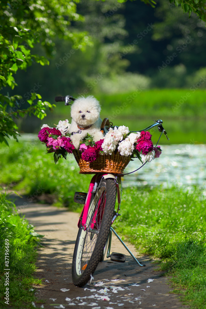 dog on a bicycle Stock Photo | Adobe Stock