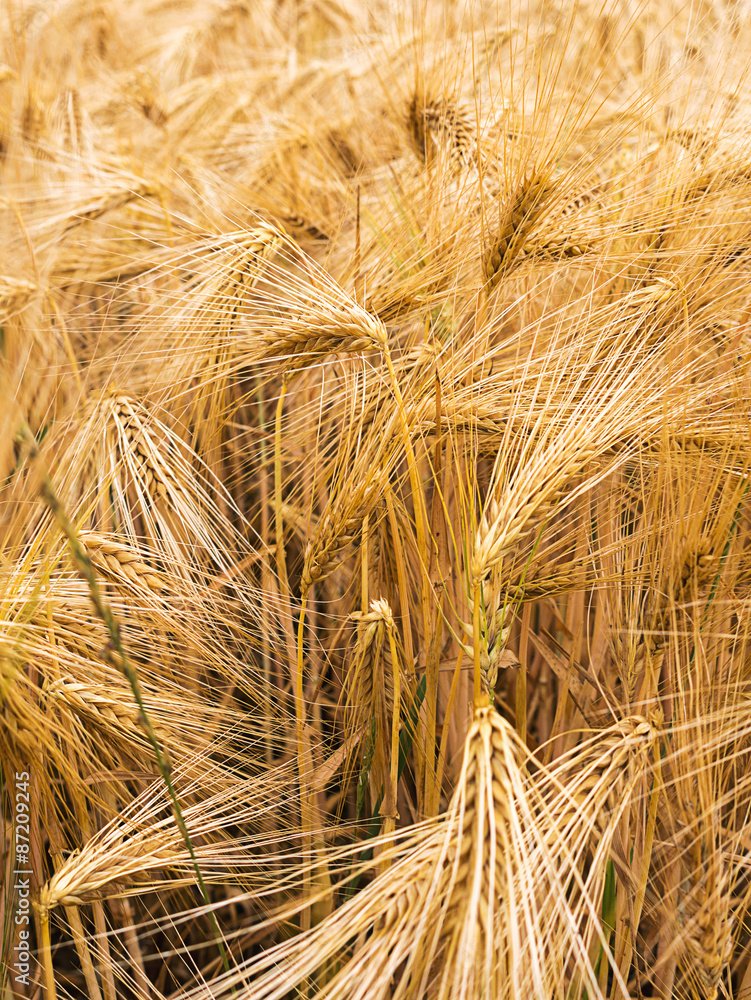 Gerste Stock-Foto | Adobe Stock