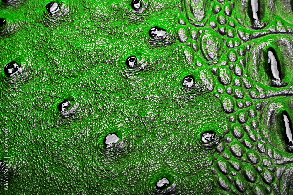 Green alligator skin texture for background Stock Photo | Adobe Stock