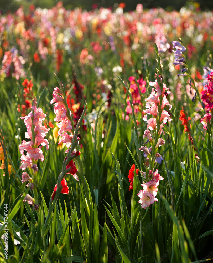 Gladiolen Stock-Foto | Adobe Stock