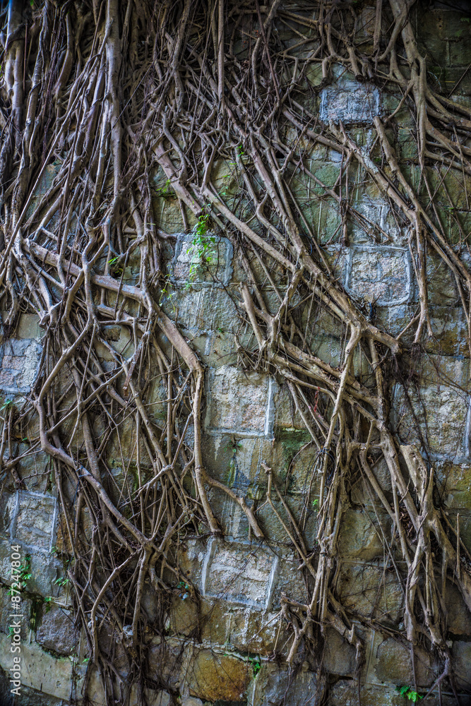 Tree roots on a stone wall Stock Photo | Adobe Stock