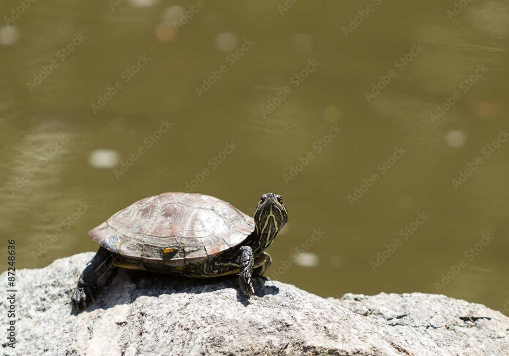 Red eared slider turtle, Trachemys scripta elegans, sunbathing on a ...