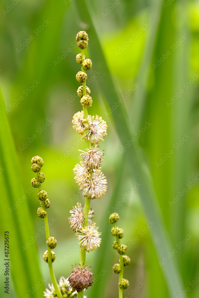 Sparganium erectum, also called Bur-reed, growing in the middle of ...