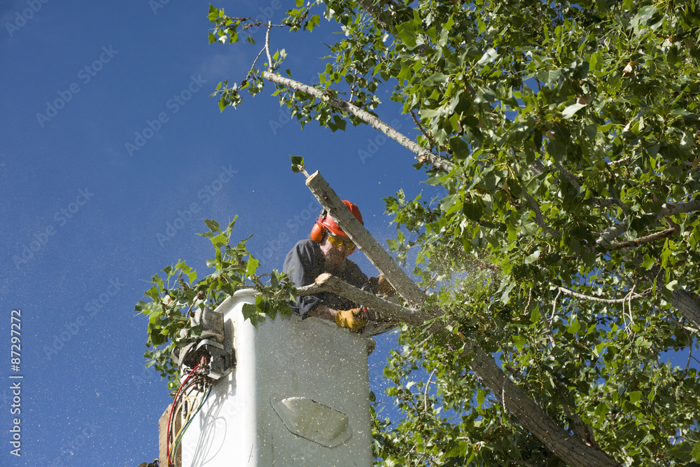 Tree trimming operation and articulating bucket. Stock Photo | Adobe Stock