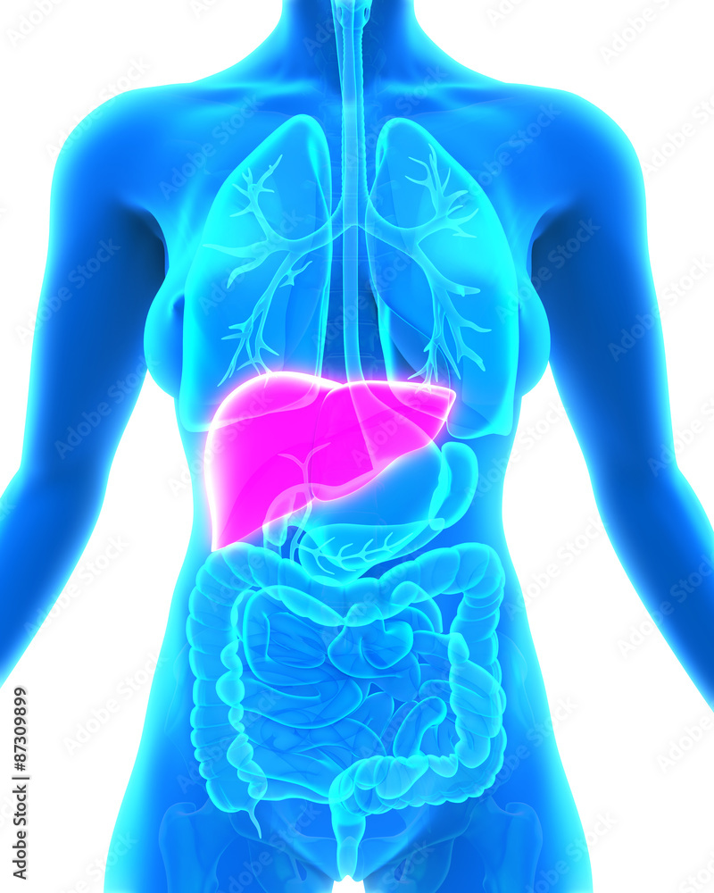 Human Liver Anatomy Stock Illustration | Adobe Stock