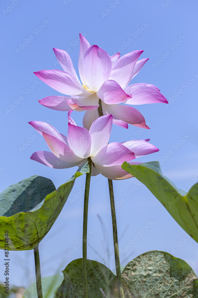Two lotus flower paired shine in the sky symbolizes the couple happy ...