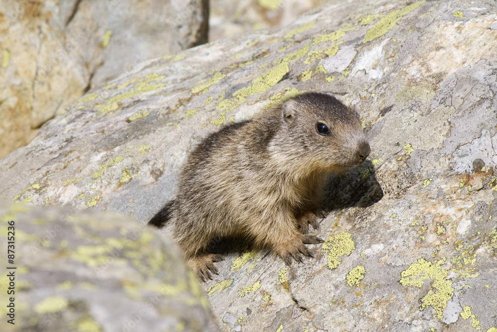 Marmotta
