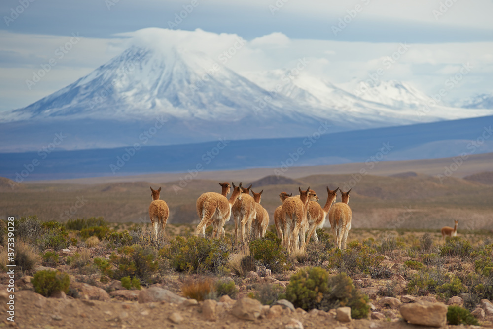 Group of vicuna (Vicugna vicugna) on the Altiplano of north east Chile ...