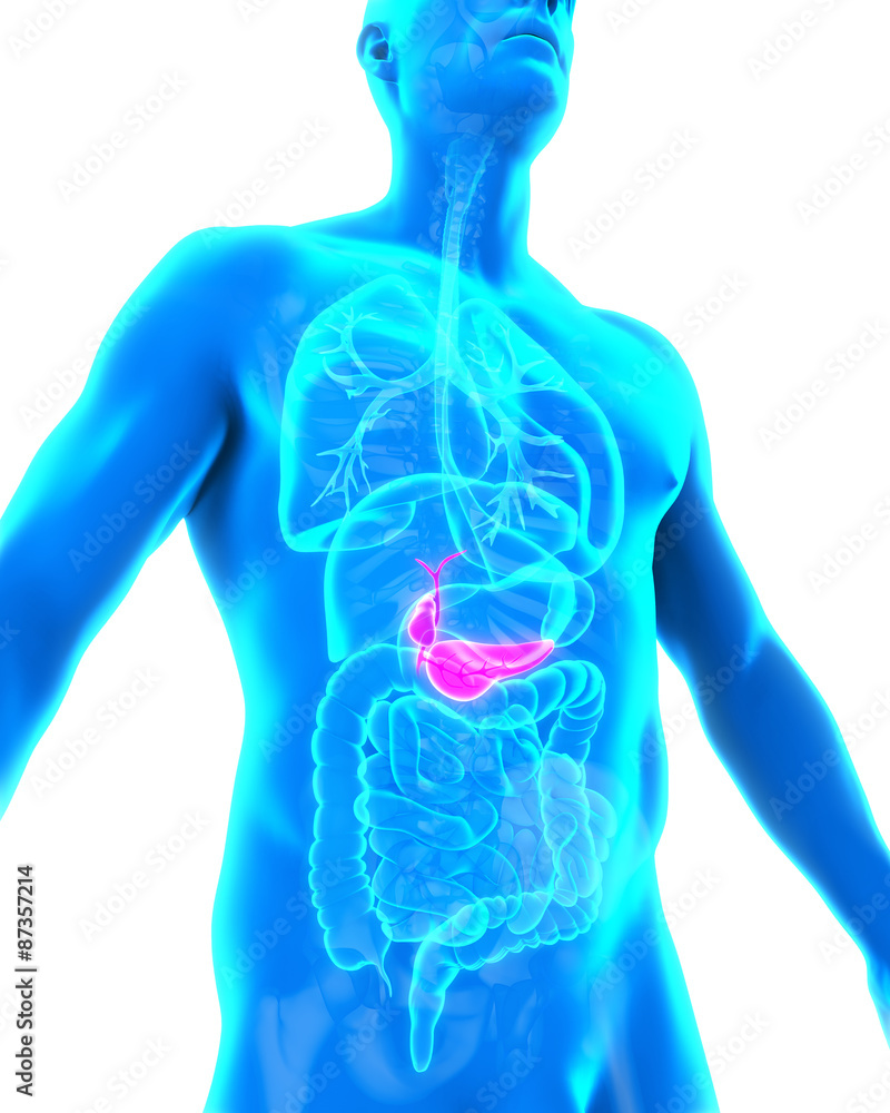 Human Gallbladder and Pancreas Anatomy Stock Illustration | Adobe Stock