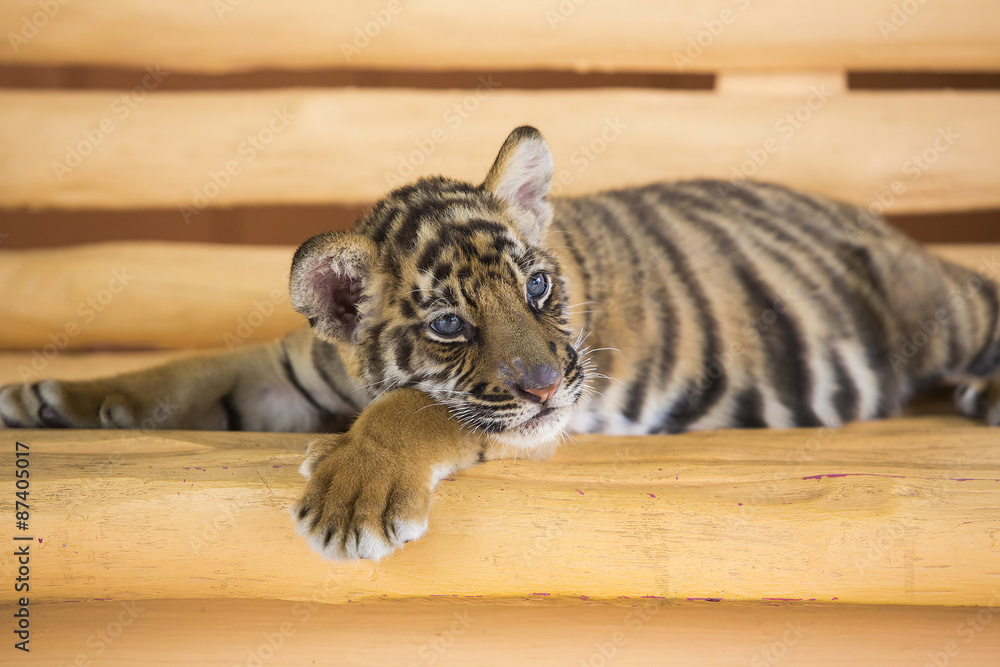 baby tiger Stock Photo | Adobe Stock