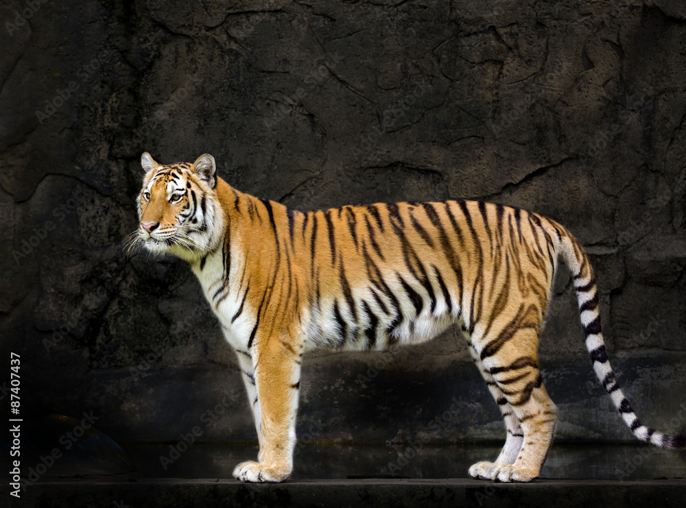 Tiger Side View Standing