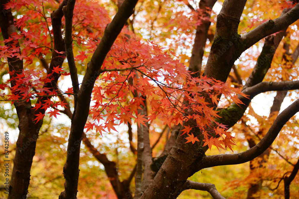 Momiji Tree