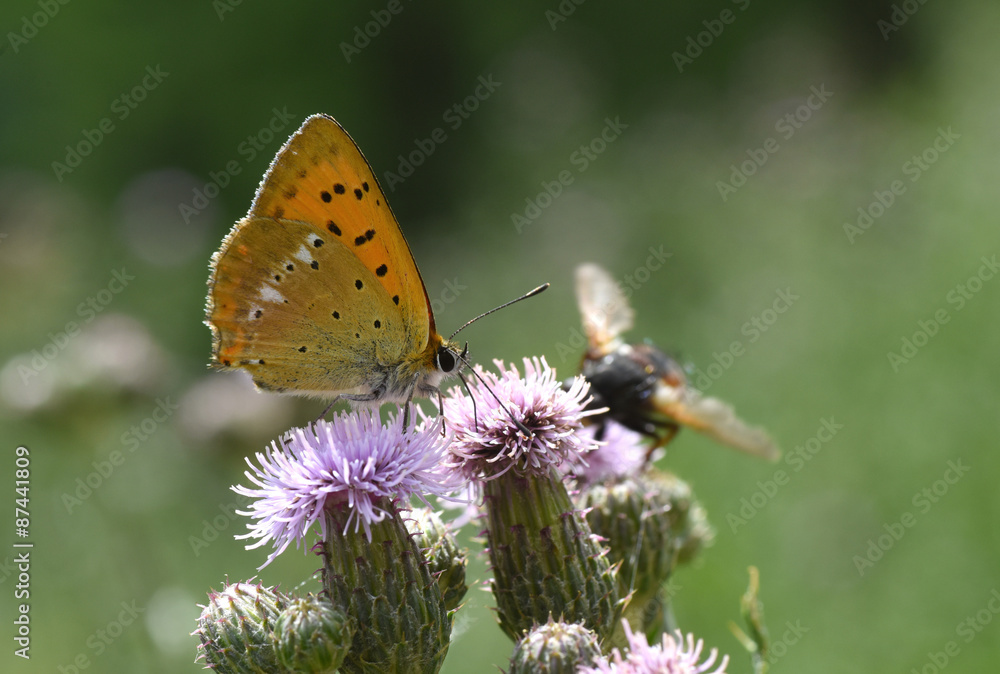 farfalla,farfalle,insetto,insetti, macro fotografia Stock Photo | Adobe ...