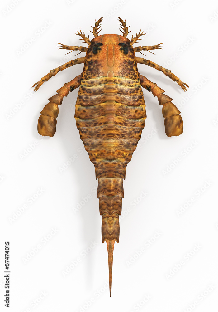 ภาพประกอบสต็อก An illustration of Eurypterus. Eurypterids are related ...