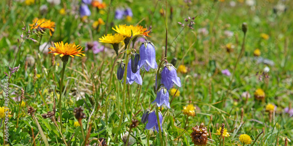 Alpenblumen Stock Photo | Adobe Stock