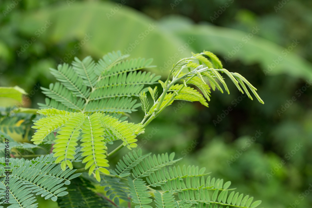 green leaves of the horse tamarind plant, the lead tree, genus Leucaena ...