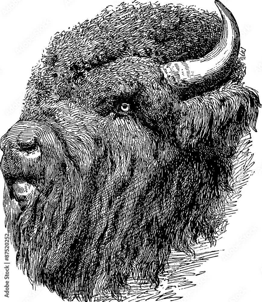 Bison american buffalo Vintage drawing Stock Illustration | Adobe Stock