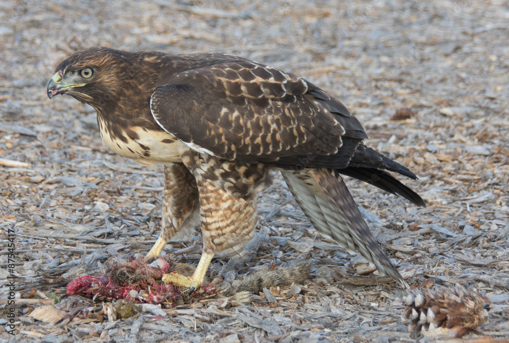 Red Tailed Hawk Eating Squirrel