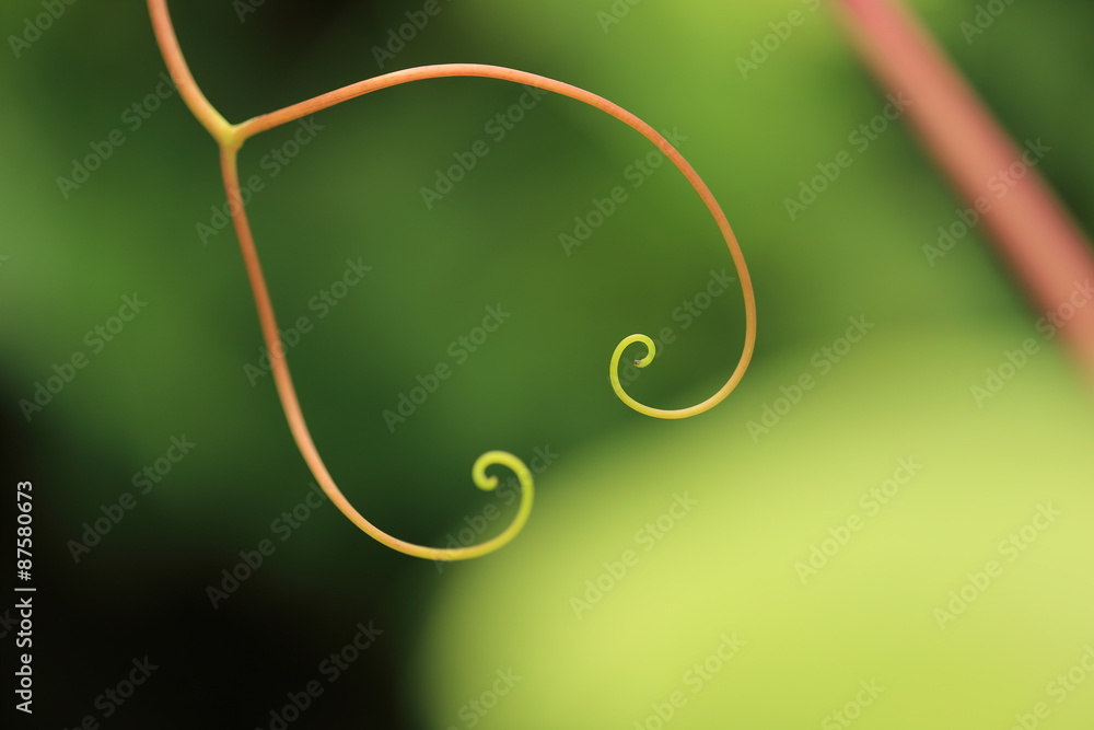 Tendril - background. Close-up of wild grapevine tendril curled up into ...