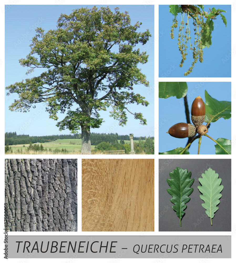 Eiche, Traubeneiche Stock-Foto | Adobe Stock