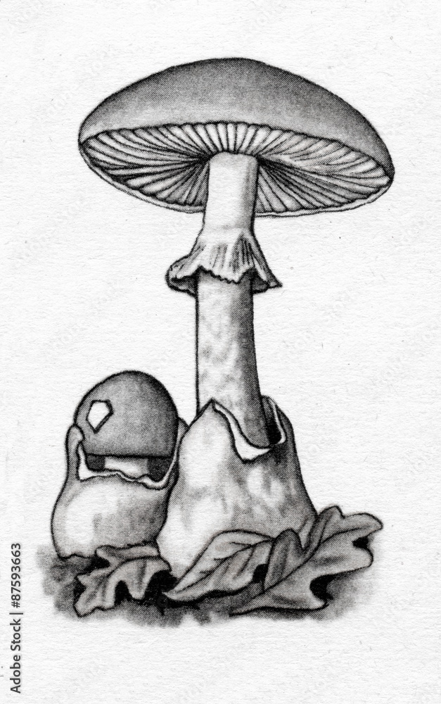Death Cap Mushroom Diagram