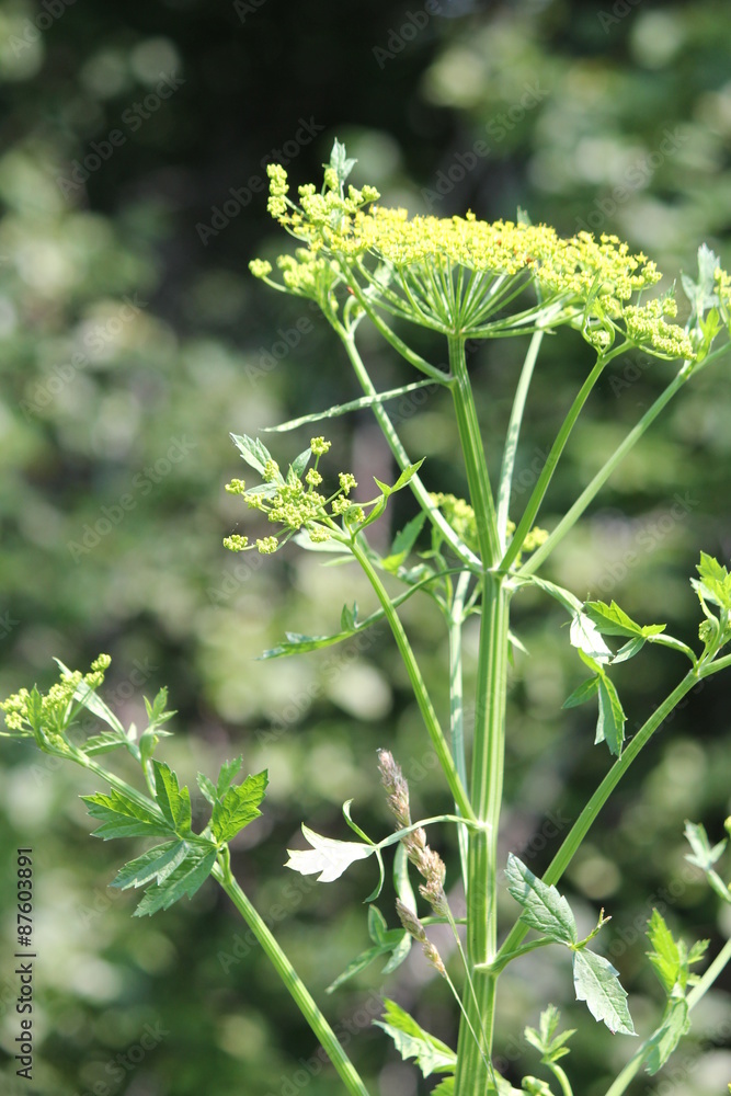 Yellow head and seeds of a Wild Parsnip weed in poisonous stage growing ...