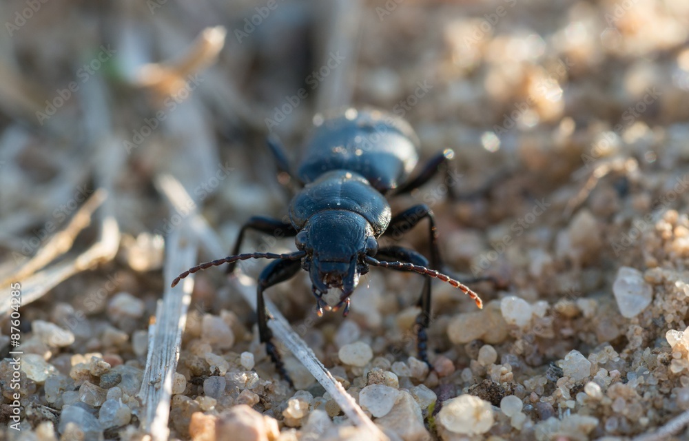 Kopfkäfer/ Kopfläufer/ Großkopf (Broscus cephalotes) auf sandigem ...