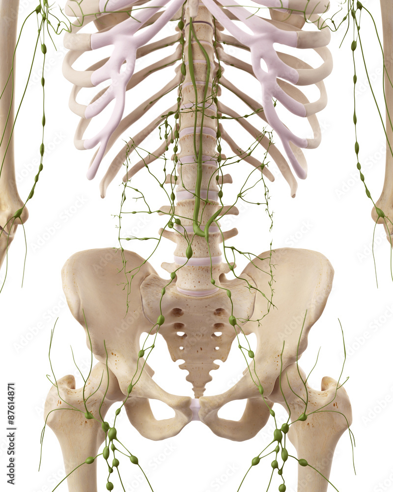 medically accurate illustration of the abdominal lymph nodes Stock ...