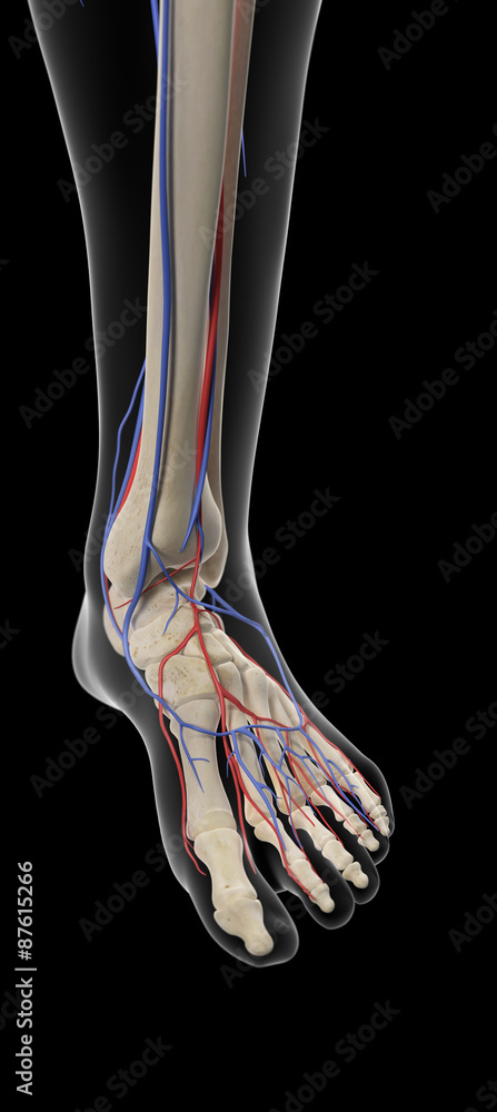 medically accurate illustration of the arteries and veins of the foot ...