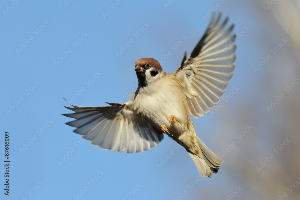 Flying Tree Sparrow against bright blue sky background Stock Photo ...