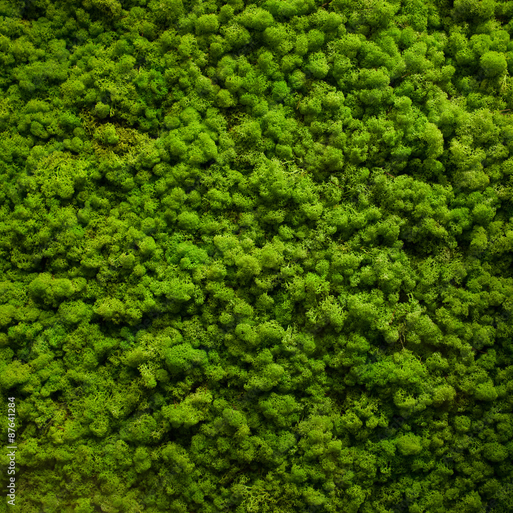 Moss texture Stock-Foto | Adobe Stock