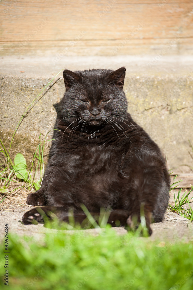 Lazy fat cat sitting in a funny pose Stock Photo | Adobe Stock