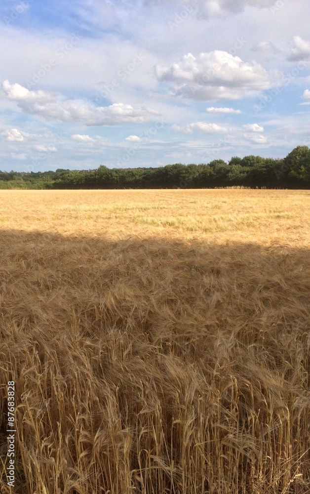 fields of gold Stock Photo | Adobe Stock