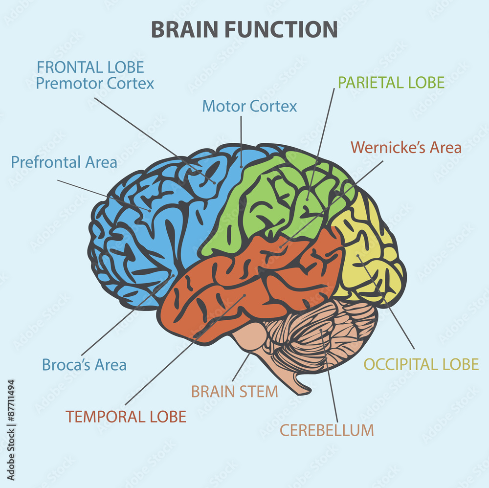 Cerebrum Function