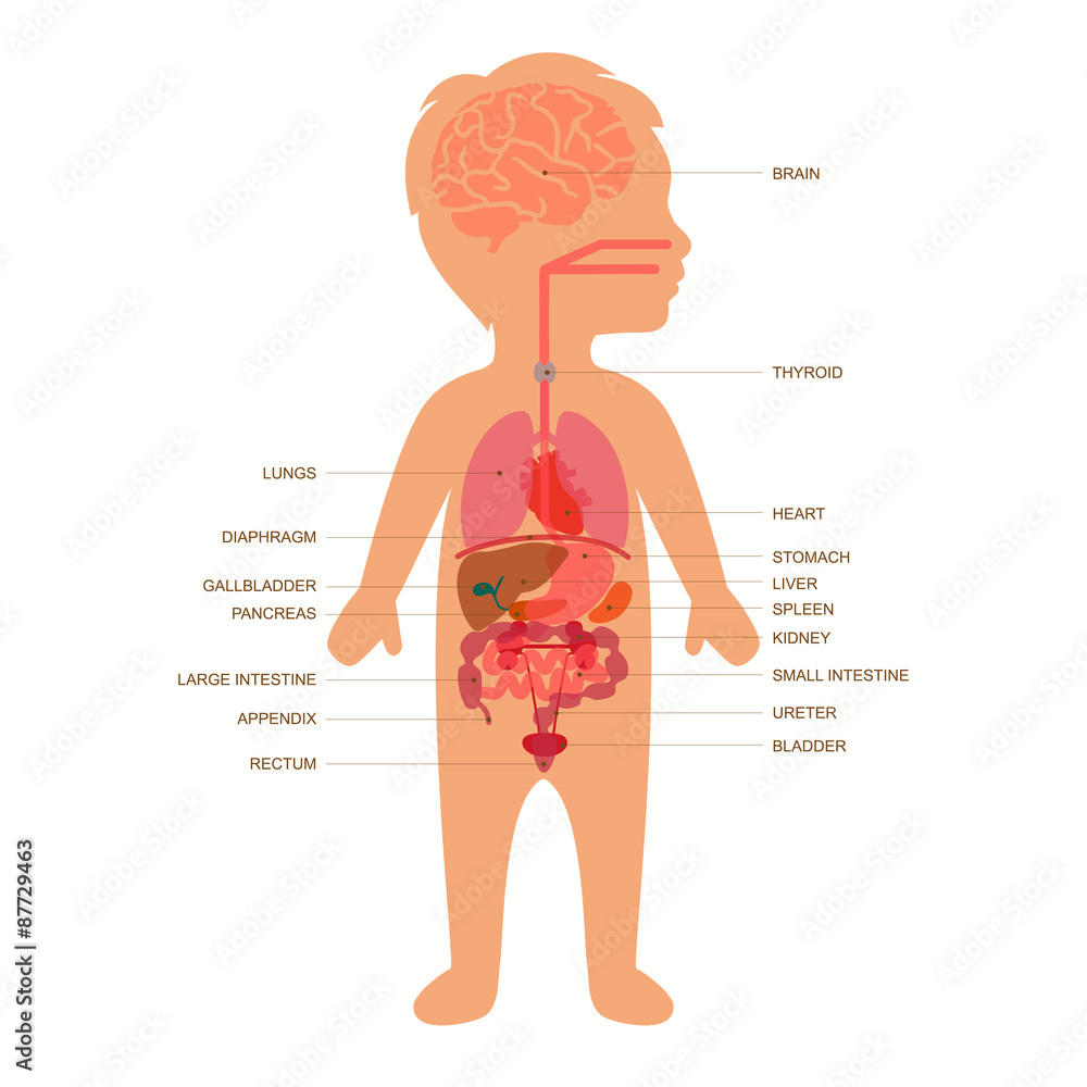 human body anatomy, child vector medical organs system, Stock Vector ...